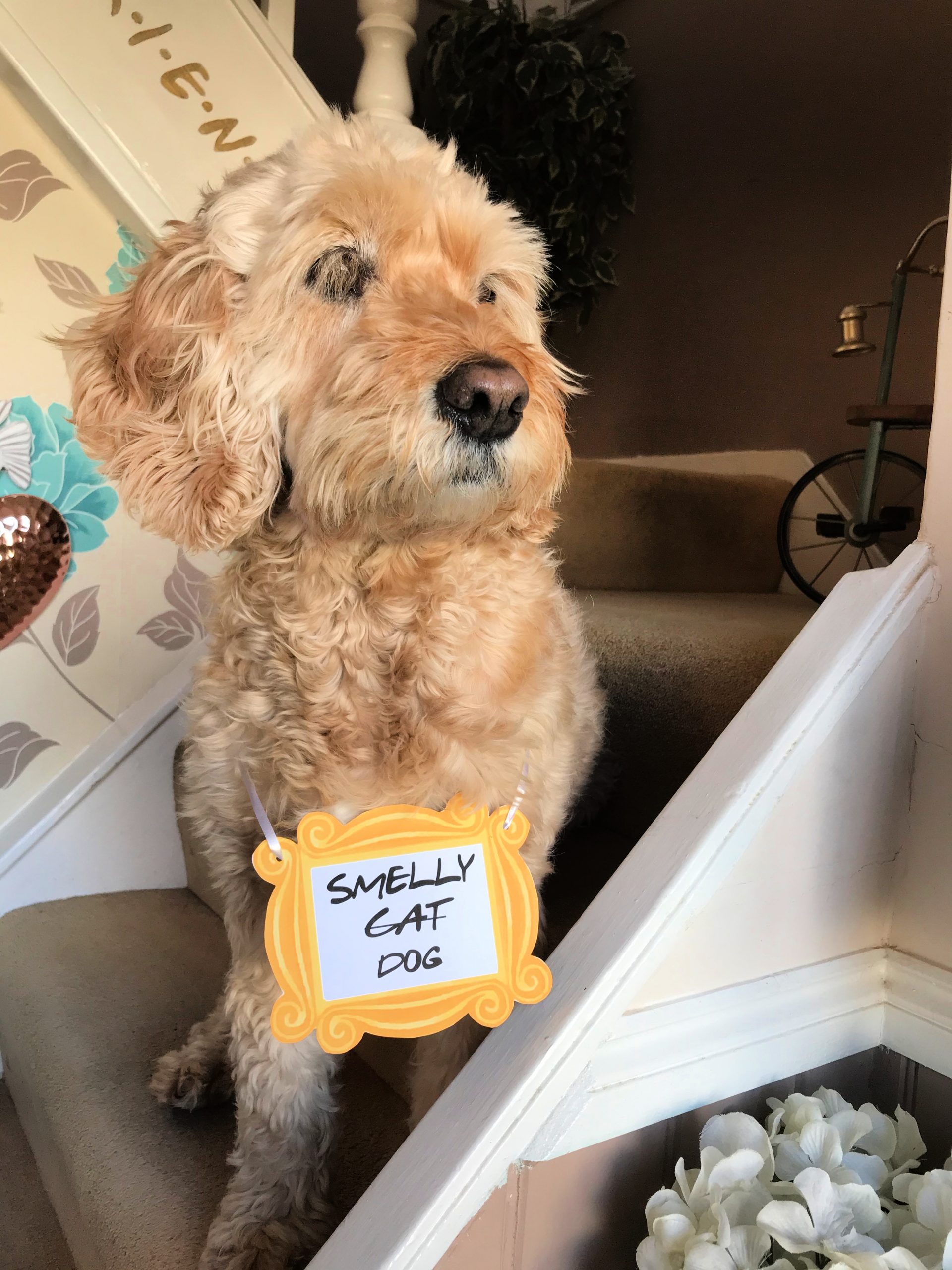 The one with the FRIENDS themed birthday - Once a Duckling