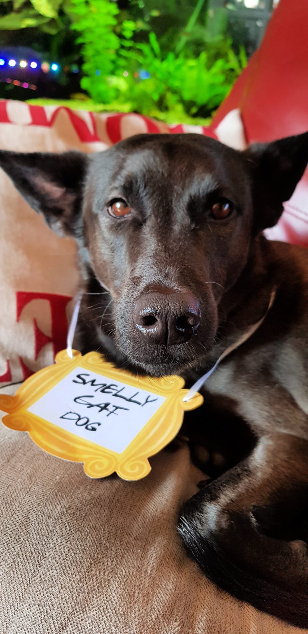 The one with the FRIENDS themed birthday - Once a Duckling